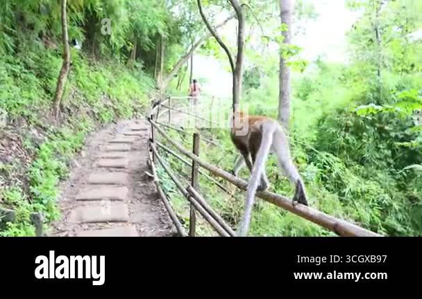 Monkey traverses a lush forest path Stock Video Footage - Alamy