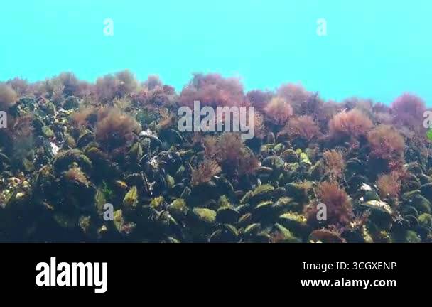 Macroalgae of the Black Sea, red and green algae Ceramium, Enteromorpha ...