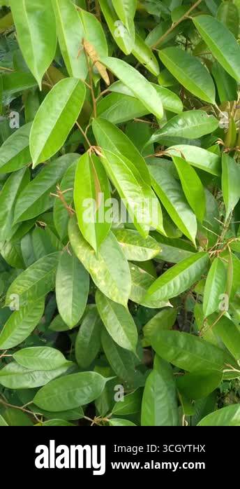 Durio zibethinus Plant Seedlings. This plant is a species of the ...
