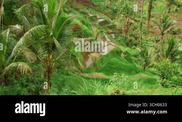 Lush green Bali rice terraces cascade down hillside with palm trees in ...