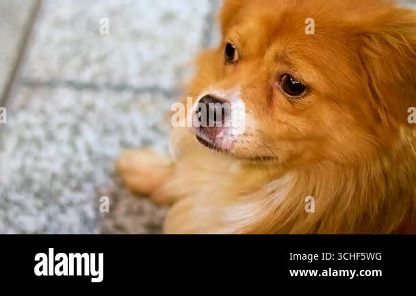A fluffy dog looks around curiously Stock Video Footage - Alamy