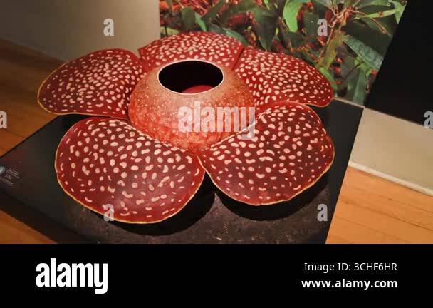 Rafflesia flower Stock Videos & Footage - HD and 4K Video Clips - Alamy