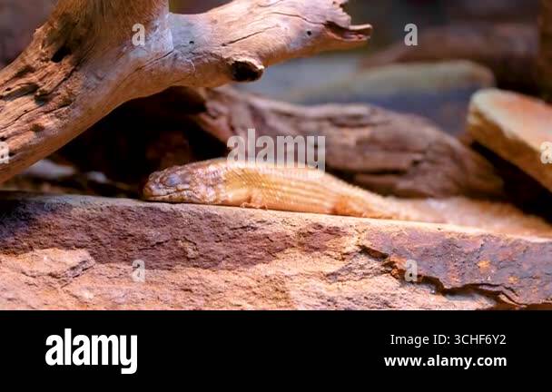 A lizard lies still on a rocky surface under natural lighting ...