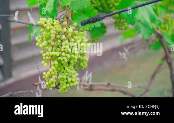 Spraying grapes in a vineyard with a sprayer, close-up in slow motion ...
