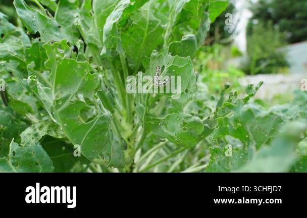 Pieris brassicae caterpillar crawling and eating Brussels sprout leaves ...