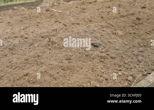 Slow motion of a rake leveling the soil in a vegetable garden, close-up ...
