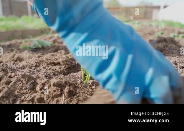 Woman in blue rubber gloves planting cabbage seedlings in a garden bed ...
