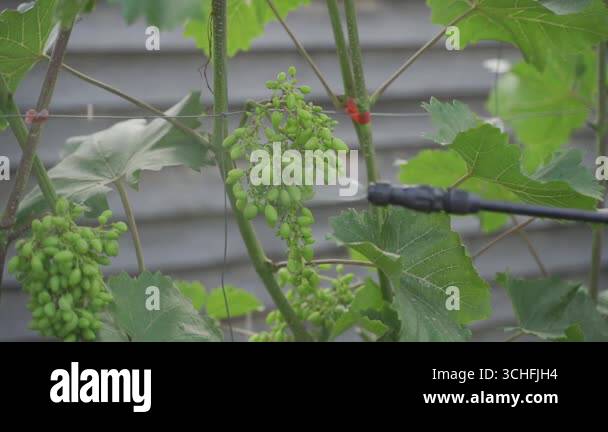 Spraying unripe grapes in a vineyard with a sprayer, close-up. High ...