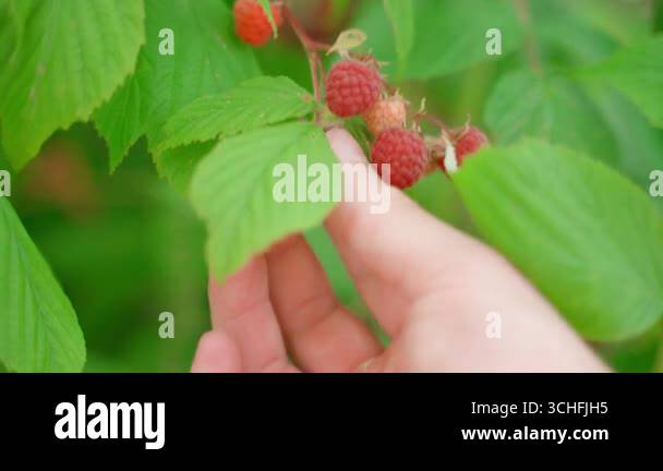 Hand picking raspberries from a branch, close-up. High quality 4k ...