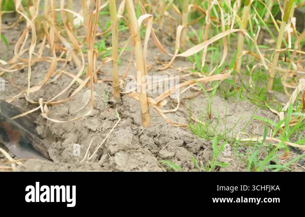 Digging up a garlic crop in a vegetable garden, close-up. High quality ...