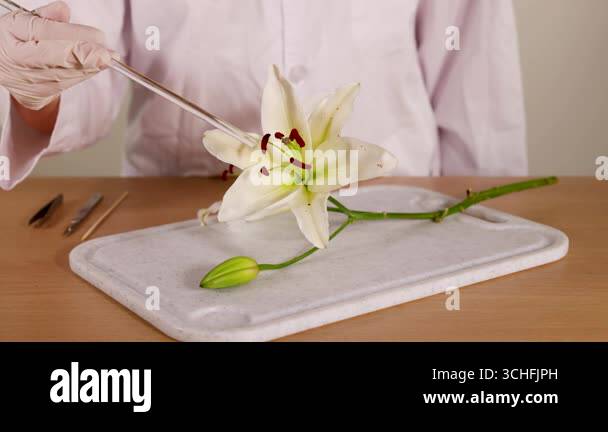 Scientist examines a lily flower using a glass rod in a lab. Neutral ...