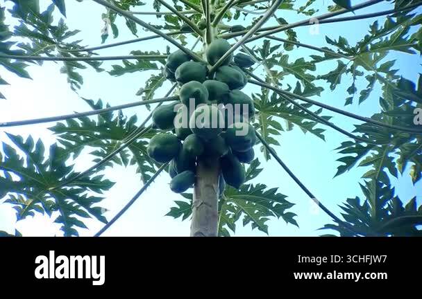 Tree canopy fruit Stock Videos & Footage - HD and 4K Video Clips - Alamy