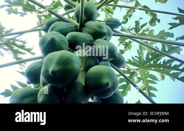 Low angle view papayas Stock Videos & Footage - HD and 4K Video Clips ...