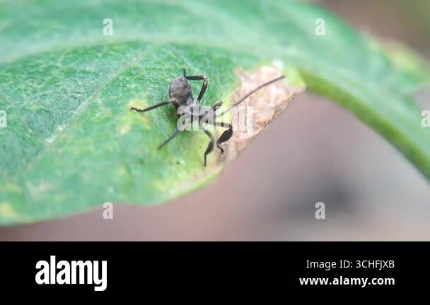 Close up tiny bug Stock Videos & Footage - HD and 4K Video Clips - Alamy