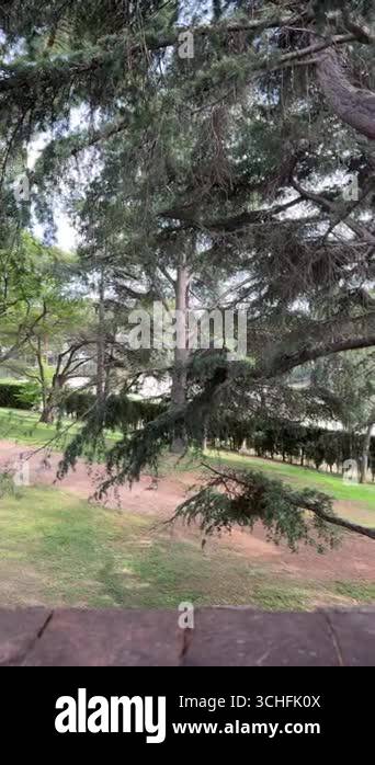 Soft wind moves the pine branches in a quiet, green park. High quality ...