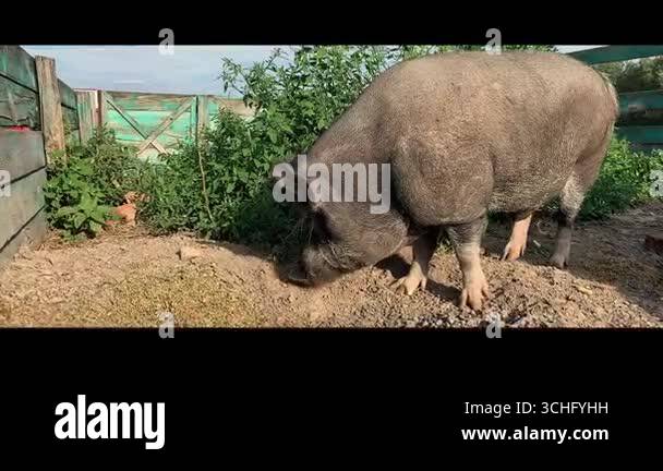 Close up of a cute pig looking at the camera on the farm in the rural ...