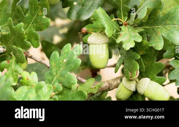 Hanging acorns Stock Videos & Footage - HD and 4K Video Clips - Alamy