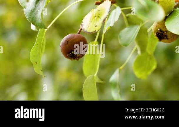 Withered diseased wild pear on tree branch close up. Rotting fruit in ...