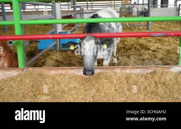 Dairy cow wearing yellow ear tags munching hay inside rustic wooden ...