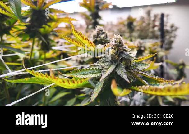 Frosty cannabis bud in an indoor grow, supported by trellis netting ...