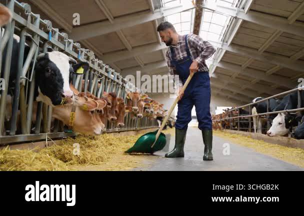 Inside a large, light and airy barn, a dedicated farmer diligently feeds a herd of cows with hay ...