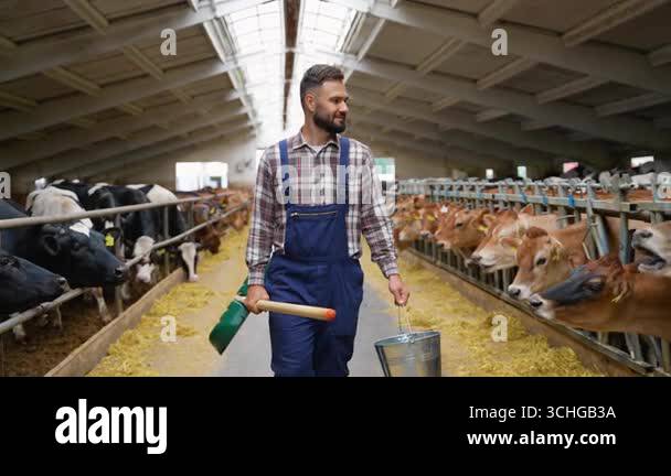 Confident farmer feeding cows Stock Videos & Footage - HD and 4K Video ...