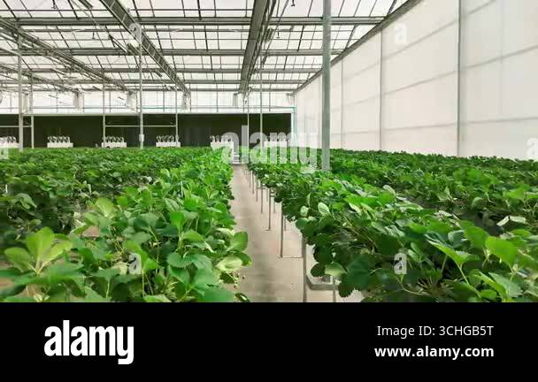 Modern greenhouse with rows of leafy crops in raised troughs under a ...