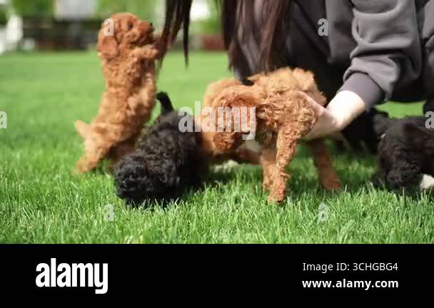 Toy Poodle Puppy sits in a wicker basket in a park. Cute puppy with a ...