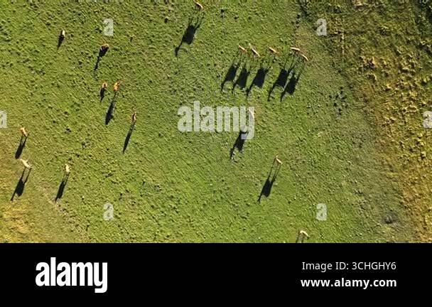 Aerial view of wild deer grazing peacefully on lush, green fields in ...