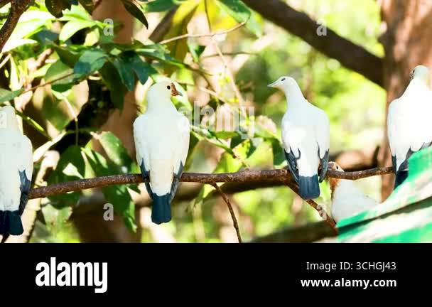 Two white doves perched on tree branch Stock Video Footage - Alamy