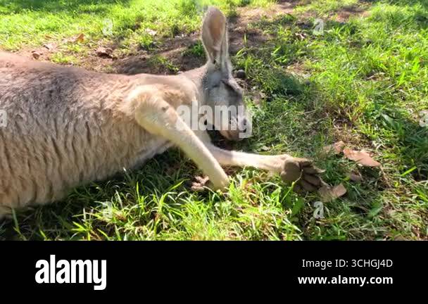 Kangaroo lying down and resting on grass Stock Video Footage - Alamy