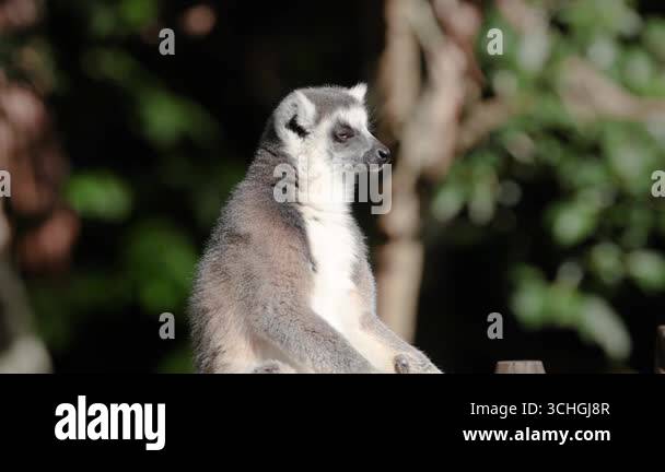 Calm lemur Stock Videos & Footage - HD and 4K Video Clips - Alamy