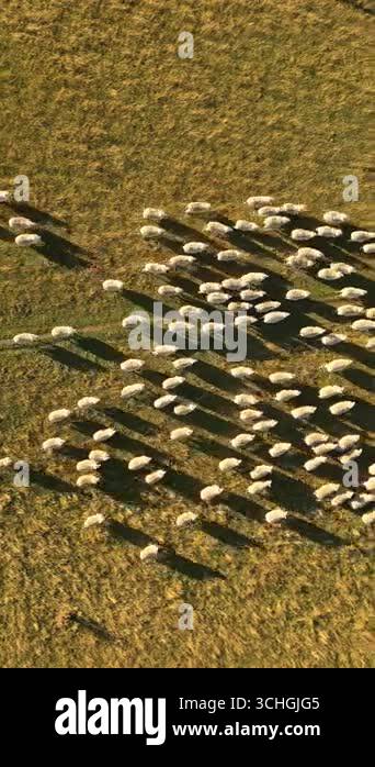 Aerial view captures a serene scene of sheep grazing in an open field ...