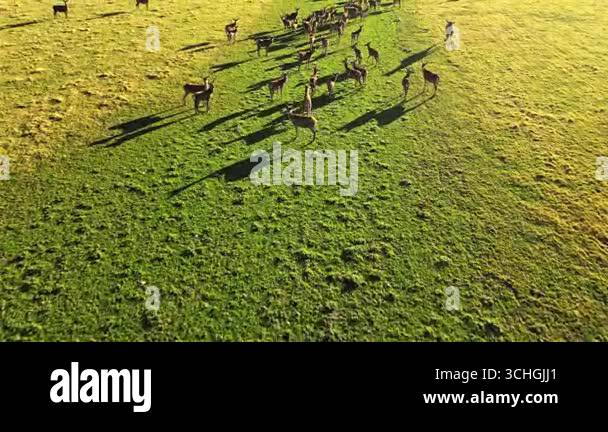 Aerial view captures a herd of wild deer in an expansive New Zealand ...