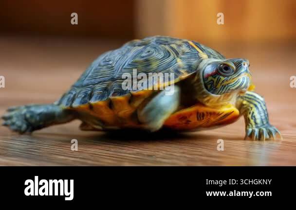 A vibrant turtle with intricate patterns on its shell and skin rests on ...
