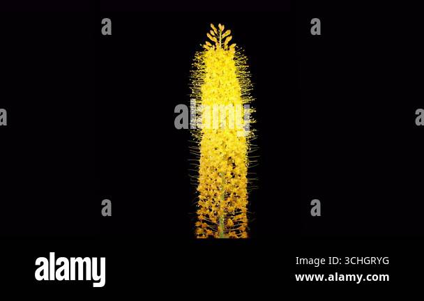 Eremurus Blossoms. Blooming Yellow Eremurus Flower on Black Background ...