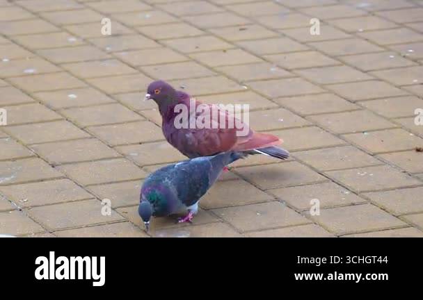 Pink pigeon bird Stock Videos & Footage - HD and 4K Video Clips - Alamy