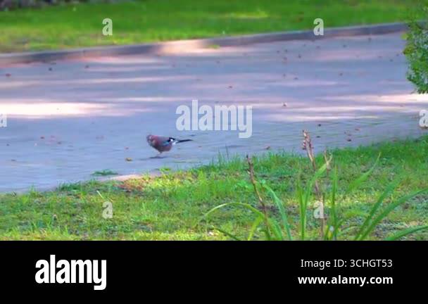 Bird jay eats from feeder Stock Videos & Footage - HD and 4K Video ...