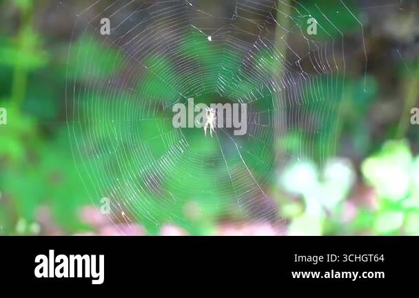 Spider web in the forest with a large spider in the middle in ...