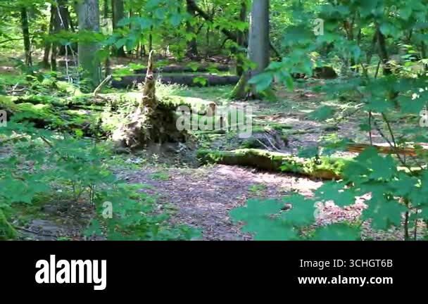 Green forest jungle with large old fir spruce pine trees birch and oak ...
