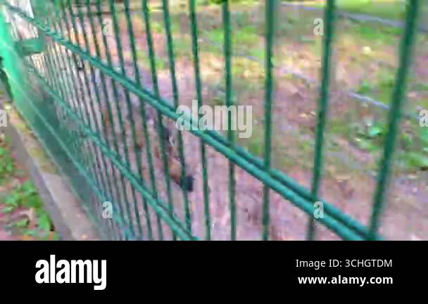 Dangerous wolf close behind a fence in the wild nature in ...