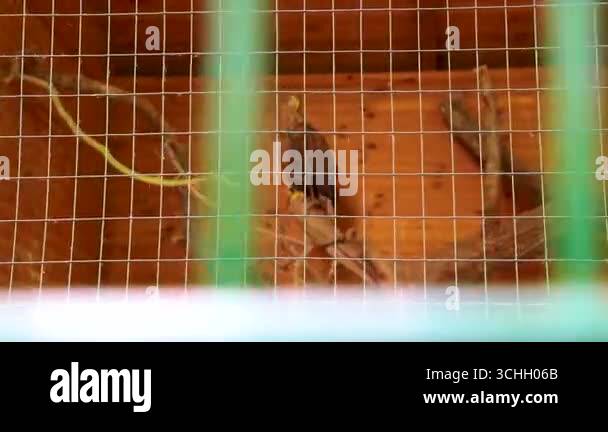 Eagle sitting in a cage behind bars at the zoo in Bielaviezskaja Pusca ...