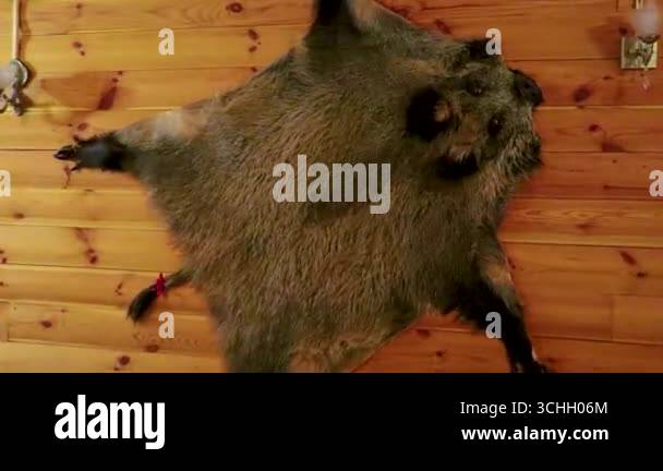 Wild boar skin on wall Stock Videos & Footage - HD and 4K Video Clips ...