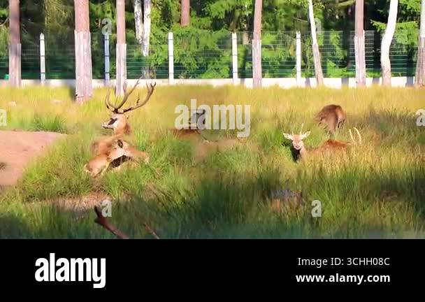 The european red deer stag deers flock herd in the wilderness in ...