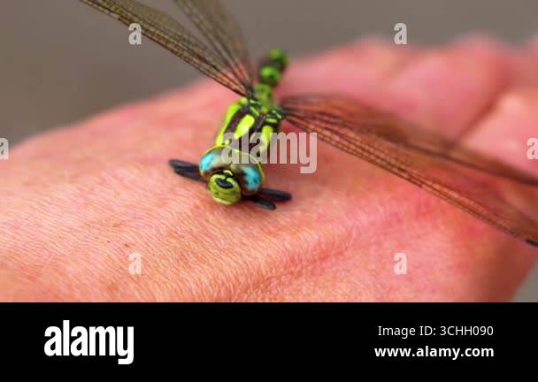 Large green blue turquoise dragonfly on the hand in Bielaviezskaja ...