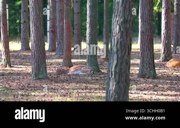 Sika deer stag deers flock herd in the wilderness in Bielaviezskaja ...