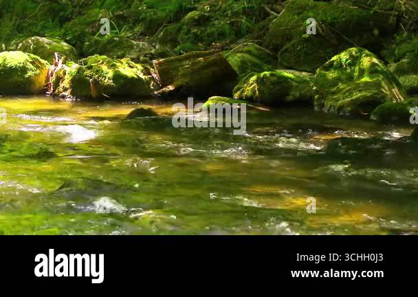 A 20-second still video of the Aude River in the Axat Valley. Water ...