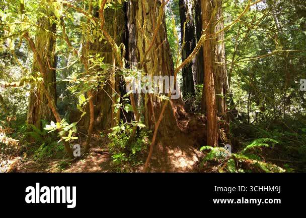 Redwood National Park Lady Bird Johnson Grove Sunlight in Rainforest ...