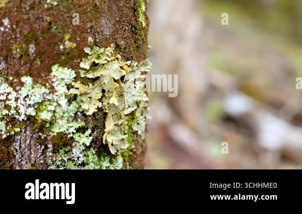 Tree lichen in lush forest Stock Videos & Footage - HD and 4K Video ...