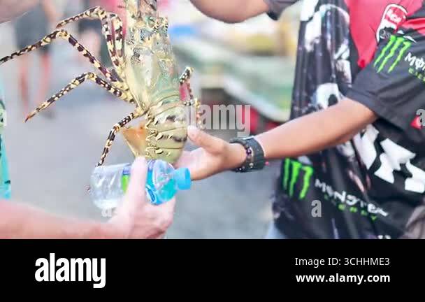 Two people handling a lobster at a market Stock Video Footage - Alamy